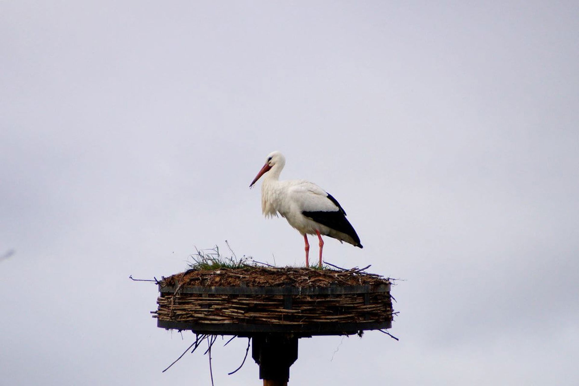 La Cigogne blanche, un échassier emblématique – Nature en Périgord